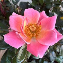 Topf-Rose 'Zepeti Pink Glow' Lieferform: Im 5 Liter Topf
