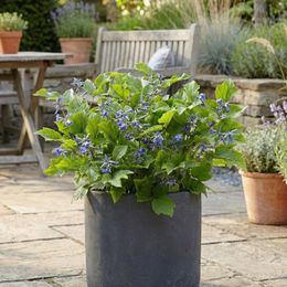 Clematis 'New Love' Lieferform: Im 9 cm Topf