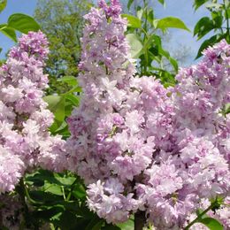 Edelflieder 'Rose de Moscow' C5 60-100 Liefergr&ouml;&szlig;e: 60 - 100 cm