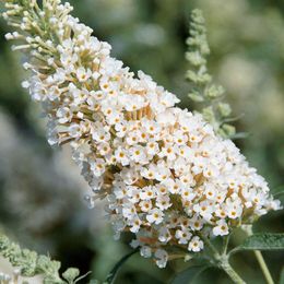 Zwerg-Schmetterlingsflieder 'BUZZ Ivory' Lieferform: Im 3 Liter Topf