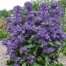 Kn&auml;ulglockenblume 'Freya' Lieferform: Im 3 Liter Topf