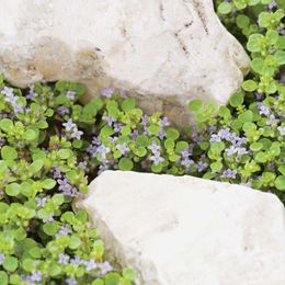 Korsische Polster-Minze Lieferform: Im 9 cm Topf