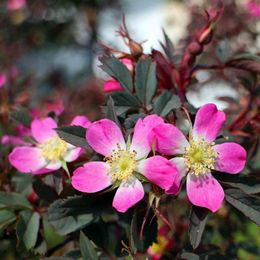 Hechtrose - Rotbl&auml;ttrige Wildrose Liefergr&ouml;&szlig;e: 60-100 cm