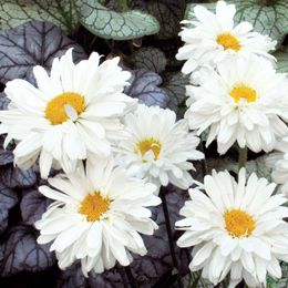 Gro&szlig;blumige Margerite 'Victorian Secret' Liefergr&ouml;&szlig;e: Solit&auml;rstaude