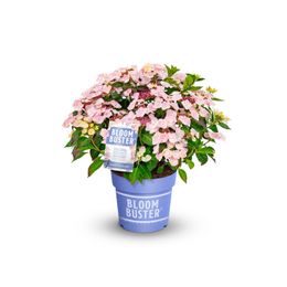 Hortensie 'Bloombuster Wei&szlig;' Liefergr&ouml;&szlig;e: 30 - 40 cm