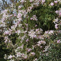 Fr&uuml;hbl&uuml;hende Sternmagnolie (rosa) C5 80 - 100 Liefergr&ouml;&szlig;e: 80 - 100 cm