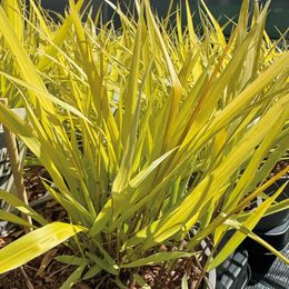 Berggras 'SunFlare' Liefergr&ouml;&szlig;e: 15 - 20 cm