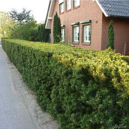 Europ&auml;ische Eibe C7,5 80 - 100 cm Liefergr&ouml;&szlig;e: 80 - 100 cm