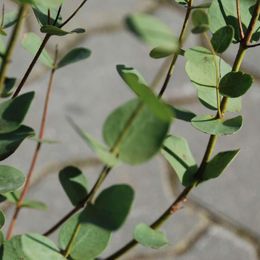 Eukalyptus France Bleu ('Rengun'PBR) Liefergr&ouml;&szlig;e: 30 - 40 cm