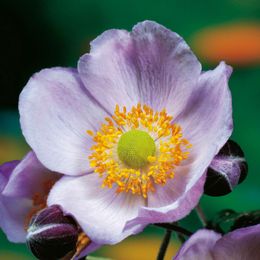 Japanische Herbst-Anemone 'Praecox' Lieferform: Im 3 Liter Topf