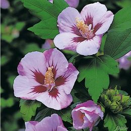Hibiscus 'Hamabo' 3 - 5 L Topf 60 - 80 Liefergr&ouml;&szlig;e: 60 - 80 cm