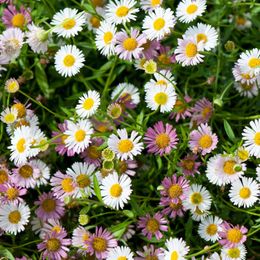Spanisches G&auml;nsebl&uuml;mchen Lieferform: Im 9 cm Topf