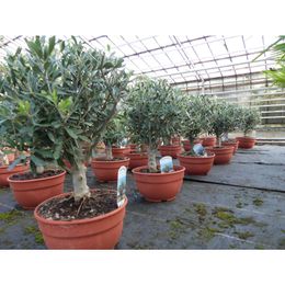 Olivenbaum Bonsai Formgeh&ouml;lz, Olive winterhart, Olea europaea 50 - 60 cm