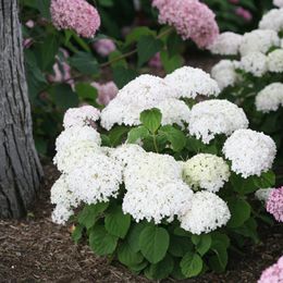 Proven Winners Ballhortensie 'Bella Ragazza Blanchetta' Lieferform: Im 5 Liter Topf