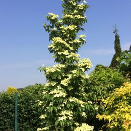 Blumenhartriegel 'Flower Tower' C5 80 - 100 cm Liefergr&ouml;&szlig;e: 80 - 100 cm