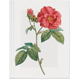 Geschichte der Rose Gro&szlig;es Notizheft (A5) Motiv Franz&ouml;sische Rose