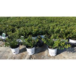 50 St&uuml;ck Ilex crenata Stokes Heckenpflanze Buchsbaum Ersatz winterhart + robust