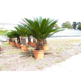 Cycas revoluta 130&ndash;150 cm &ndash; Japanische Sagopalme Palmfarn mit dickem, kr&auml;ftigem Stamm bis zu 90 cm Umfang