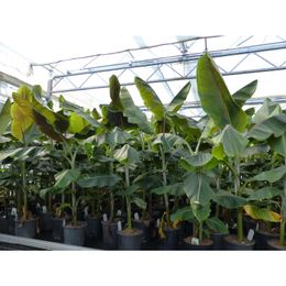 Musa Itinerans Forma India Bananenstaude 120-150 cm