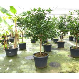 Orangenbaum 190&ndash;210 cm &ndash; Citrus sinensis, gro&szlig;e Citruspflanze, Orange, Obstbaum