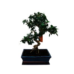 Tchibo - Bonsai &raquo;Carmona microphylla &ndash; Funkienteebaum&laquo; - gr&uuml;n