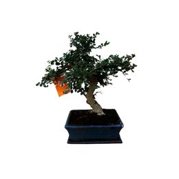 Tchibo - Bonsai &raquo;Sageretia theezans &ndash; Falscher Tee&laquo; - gr&uuml;n