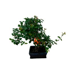 Tchibo - Bonsai &raquo;Zelkova &ndash; Chinesische Ulme&laquo; - gr&uuml;n