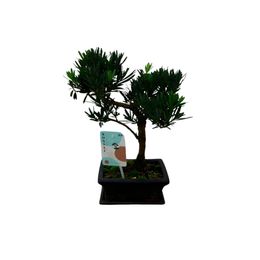 Tchibo - Bonsai &raquo;Podocarpus &ndash; Buddha-Baum - gr&uuml;n