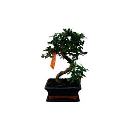 Tchibo - Bonsai &raquo;Zelkova &ndash; Chinesische Ulme&laquo; - gr&uuml;n
