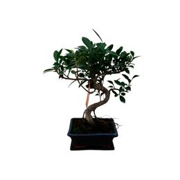 Tchibo - Bonsai &raquo;Ficus retusa &ndash; Birkenfeige&laquo; - gr&uuml;n