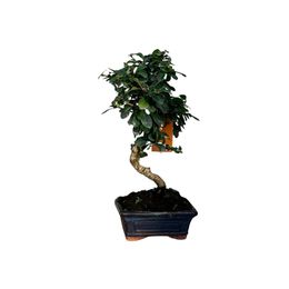 Tchibo - Bonsai &raquo;Carmona microphylla &ndash; Funkienteebaum&laquo; - gr&uuml;n