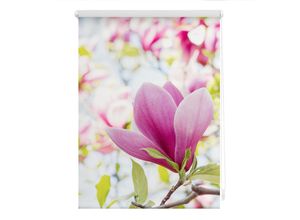 4251369832290 - Seitenzugrollo ORIGINAL Rollo Klemmfix ohne Bohren Verdunkelung Magnolie - Rosa Rollos Gr 45 cm stufenlos positionierbar 150 cm rosa (rosa weiß) Verdunkelungsrollos