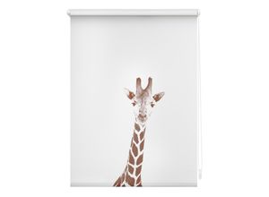 4250434132174 - Seitenzugrollo ORIGINAL Rollo Klemmfix ohne Bohren blickdicht Giraffe - Braun Rollos Gr 150 cm stufenlos positionierbar 80 cm braun (braun weiß) Kinder Kinderzimmer-Rollos