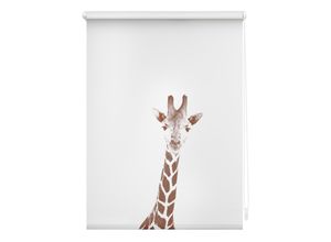 4250434132969 - Lichtblick Rollo Klemmfix ohne Bohren Verdunkelung Giraffe - Braun
