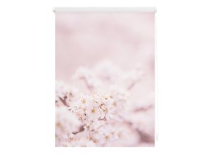 4250434118550 - Lichtblick Rollo Klemmfix ohne Bohren blickdicht Kirschblüten - Rosa Weiß 100 cm x 150 cm (B x L