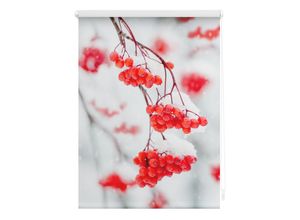 4250434121635 - Lichtblick Rollo Klemmfix ohne Bohren blickdicht Vogelbeeren - Rot Weiß 90 cm x 150 cm (B x L)