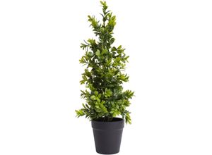 8505459122416 - Künstliche Zimmerpflanze BOTANIC-HAUS Buchsbaum im Topf Kunstpflanzen Gr Ø H 15 cm x 42 cm 1 St grün Künstliche Zimmerpflanze Zimmerpflanzen