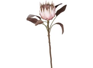 5712750259847 - Chic Antique Fleur Kunstblume Protea H66 cm altrosa