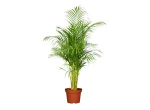 4311532540374 - Goldfruchtpalme - Dypsis lutescens Höhe 100-110 Ø24 cm Topf 1 Pflanze