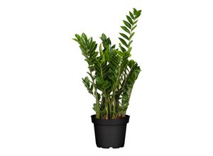 4311532540220 - Glücksfeder - Zamioculcas Zamiifolia Höhe 60-80 cm Ø21 cm Topf 1 Pflanze