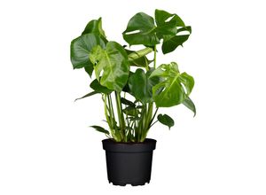 4311532539903 - Fensterblatt - Monstera deliciosa Höhe 70-80 cm Ø21cm Topf 1 Pflanze