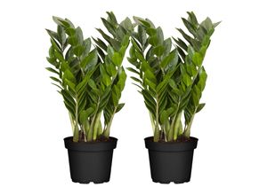 4311532540534 - Glücksfeder - Zamioculcas Zamiifolia Höhe 60-70 cm Ø17cm 2er Set