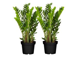 4311532540336 - Glücksfeder - Zamioculcas Zamiifolia Höhe 40-50 cm Ø14 cm Topf 2 Stück