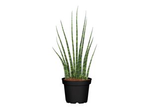 4311532461662 - Bogenhanf - Sansevieria Cylindrica Spaghetti 35-40 cm Ø12cm 1 Pflanze