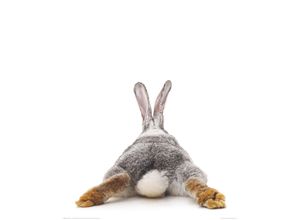 8714597598414 - Wandbild REINDERS Wandbild Kaninchen Rabbit - Hase Schwanz Relax Bilder Gr B H 40 cm x 50 cm Hasen 1 St weiß Kunstdrucke