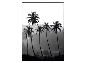 8714597552324 - Wandbild REINDERS Slim Frame Black 50x70 High Palms Bilder Gr B H T 50 cm x 70 cm x 2 cm Hochformat schwarz Kunstdrucke Bilder