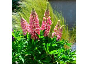 4050957319331 - Staudenlupinensamen Mini-Gallery Bicolor Pink