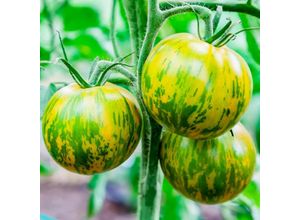 4050957423434 - Tomatensamen Green Zebra