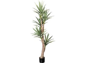 4064118076223 - Kaiserkraft - 656260 Dracaena Höhe ca 1800 mm im