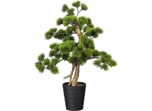 4003529912485 - Kaiserkraft - 570402 Bonsai Kiefer im Kunststofftopf 135 x